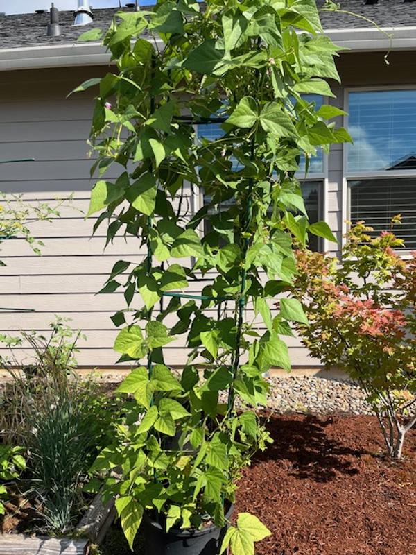 Gardener's Blue Ribbon 72-in Powder-coated Galvanized Steel Wire Square Tomato Cage TMC80 at ...