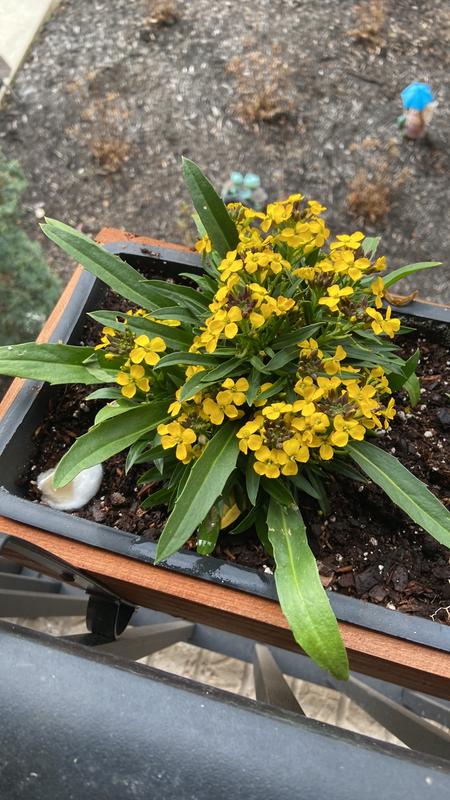 Monrovia Yellow Coreopsis Plant in 1.0 -Quart Pot 1 -Pack - Low ...