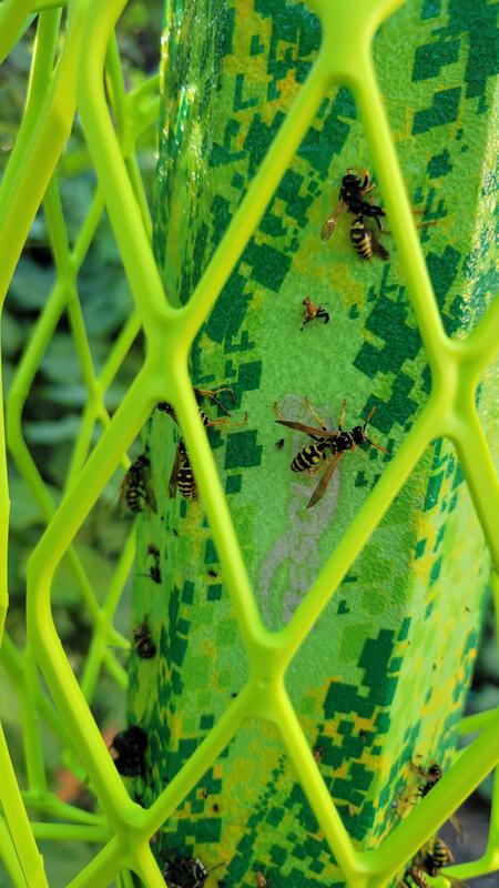 RESCUE! Wasps Trapstick Outdoor Insect Trap TSW-FD48 at Lowes.com