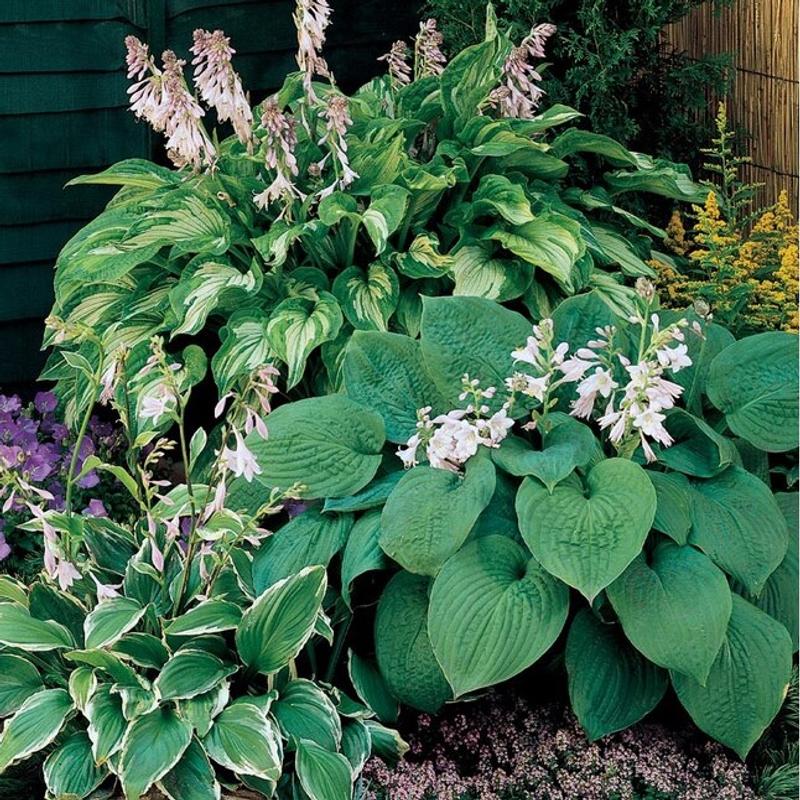 Monrovia White Warwick Comet Hosta Plant in 1.5 -Pint Pot 1 -Pack - Low ...