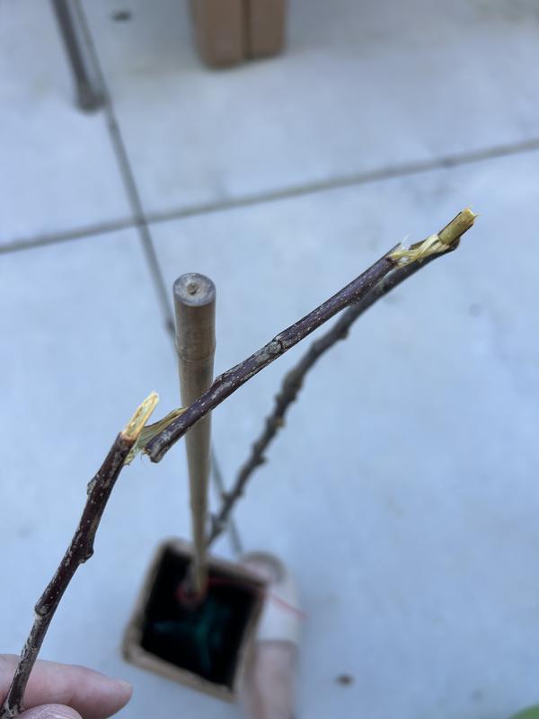 Fruit Fuji Apple Bare Root (With Soil) FTAP002 at Lowes.com