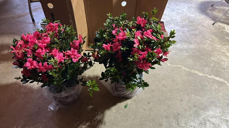 Encore Azalea Pink Autumn Empress Azalea Flowering Shrub in 1-Gallon ...