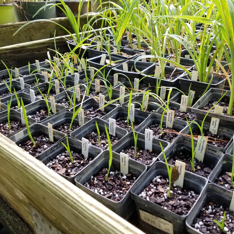 Mister Landscaper 1 Output Port Stationary Digital Hose End Timer MLWT ...