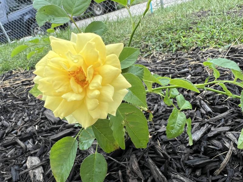 Spring Hill Nurseries Red Freedom Shrub Rose 1 Pack in Pot 74899 at ...