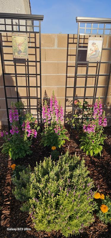 Lowe's Multicolor Foxglove Plant in 1.50 -Gallon Pot 1.0 -Pack in the ...