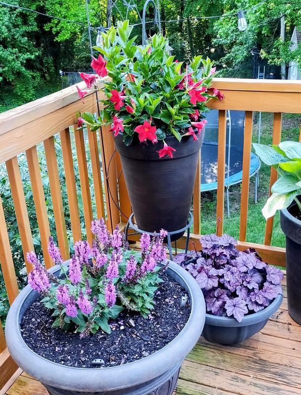 Shop Miracle-Gro Organic Gardening Essentials: Soil & Mulch Picks for ...