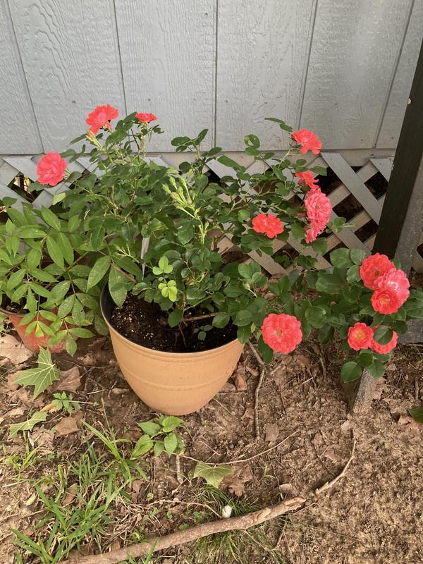 Lowe's Rose Shrub in 2-Gallon NURSERY at Lowes.com