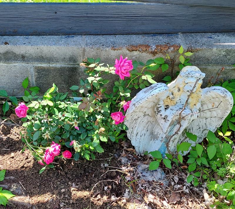 Lowe's 2 -Gallon Rose in the Perennials department at Lowes.com