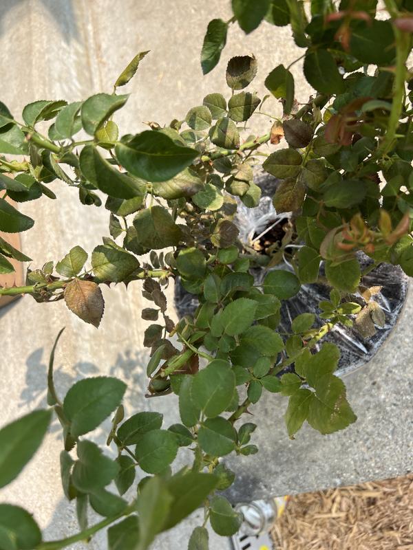 Altman Plants Multicolor True Bloom Sincerity Rose 8-Quart in Pot ...