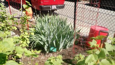5-ft x 150-ft Steel Wire Mesh Roll in the Remesh department at Lowes.com