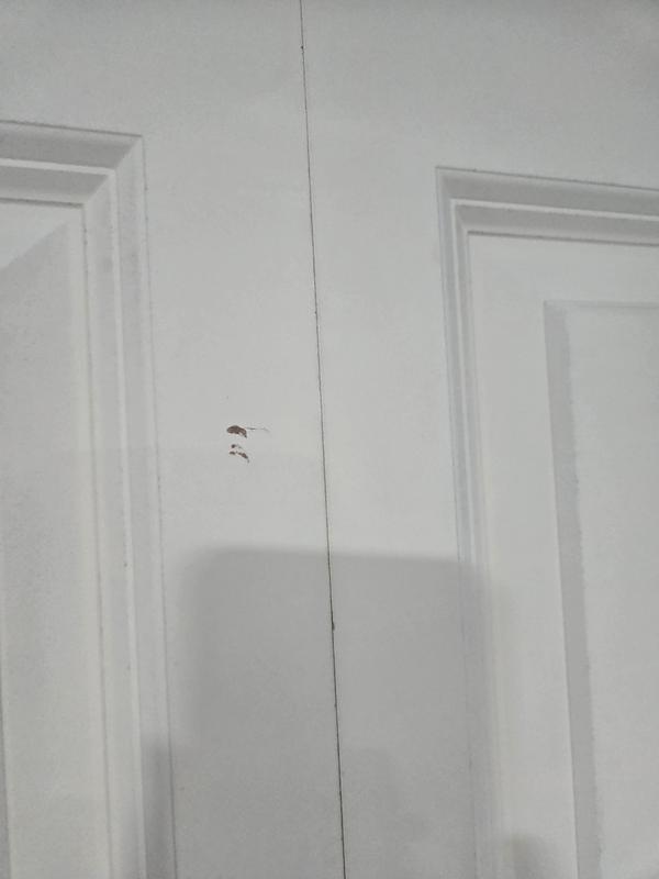 Masonite 36-in x 80-in Primed 2-panel Smooth Hollow core Primed Molded ...
