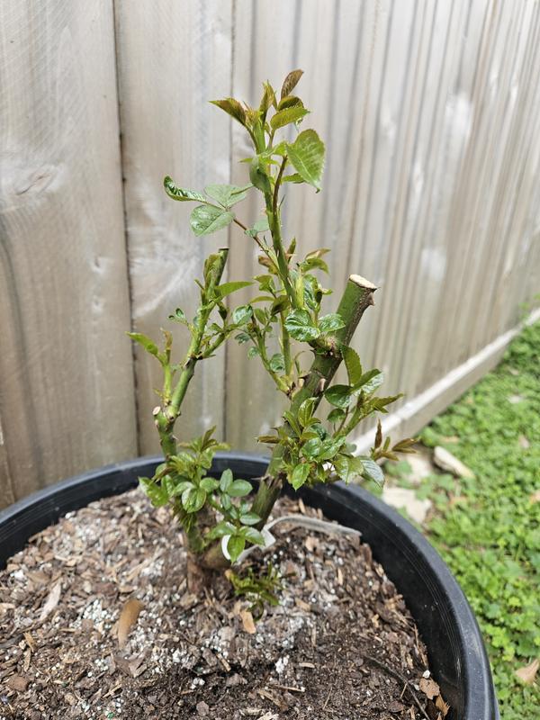 Spring Hill Nurseries Yellow Flowering Julia Child Floribunda Rose 1 ...