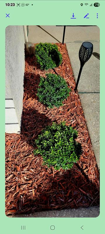 Box Leaf Euonymus Feature Shrub in 1.5-Gallon Pot O237002 at Lowes.com