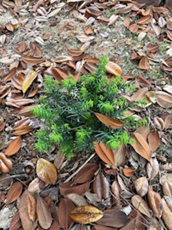 Southern Living Plant Collection 2 -Gallon Yewtopia Plum Yew Foundation ...