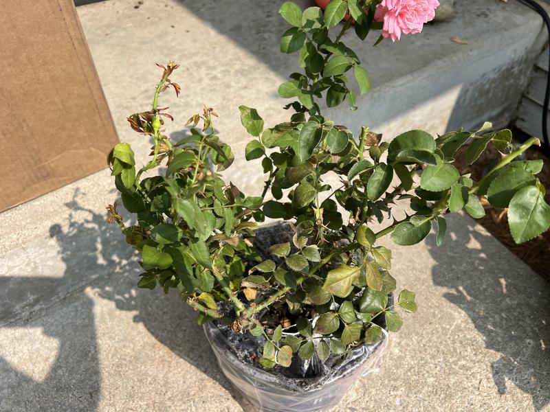 Altman Plants Multicolor True Bloom Sincerity Rose 8-Quart in Pot ...