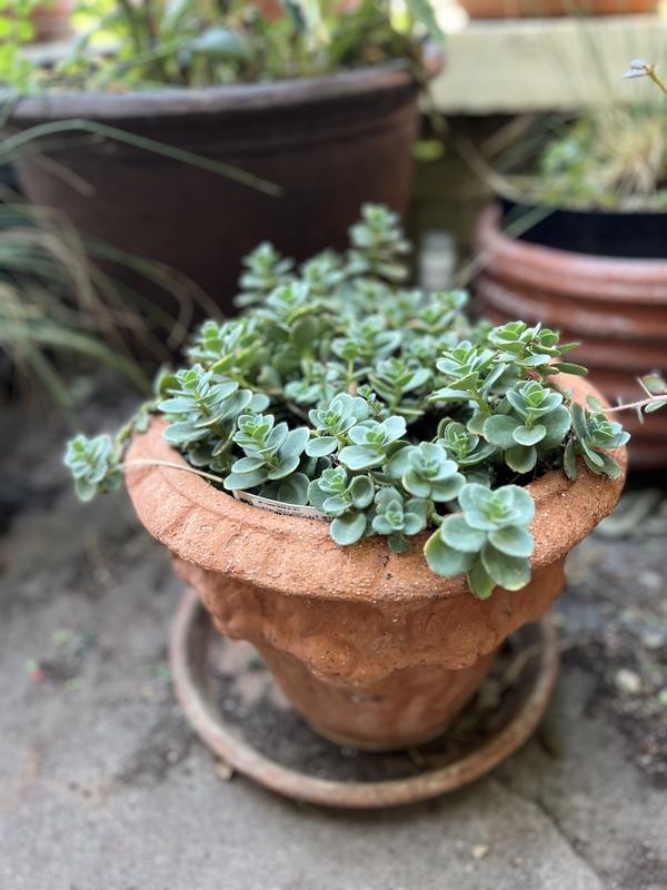 Monrovia Pink Monrovia Sunsparkler Lime Zinger Sedum Plant in 2.5-Quart ...