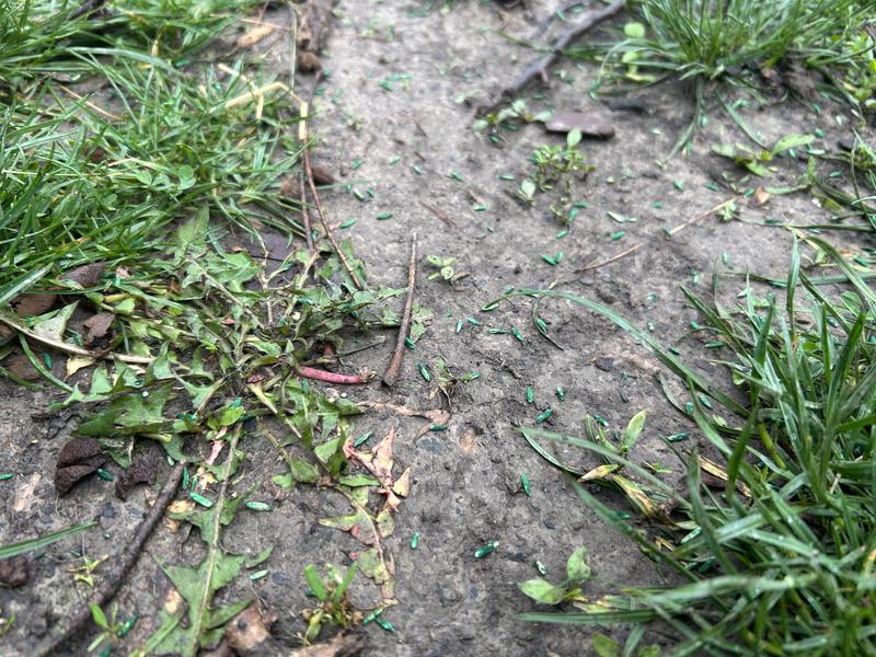 Pennington Slopemaster Durana Clover 7-lb Mixture/Blend Grass Seed ...