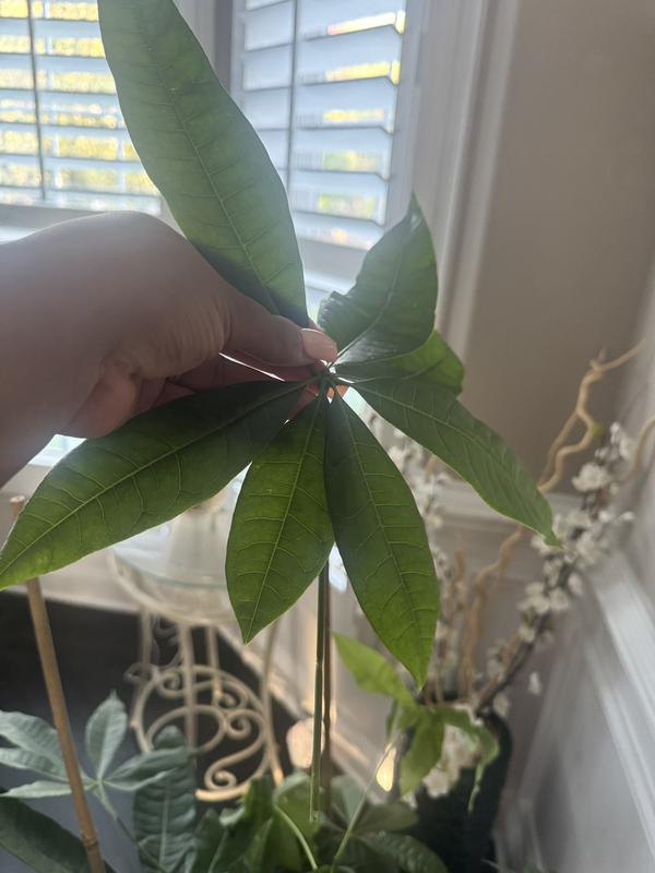 Costa Farms Pachira Braid Money Tree House Plant in 5-in Pot M-PHB-G ...