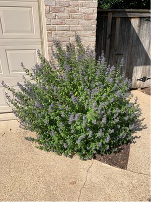 Monrovia Blue Balloon Bluebeard Flowering Shrub In Pot (With Soil ...