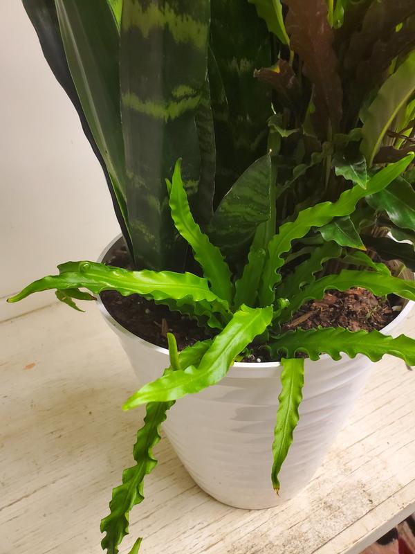 Lowe's Mixed House Plants Combination House plant in 3.6-Gallon Planter ...