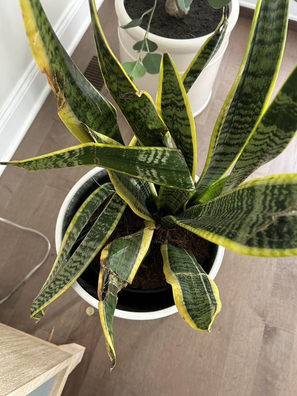 Costa Farms Sansevieria Snake Plant, Zeylanica House Plant in 6-in Pot ...