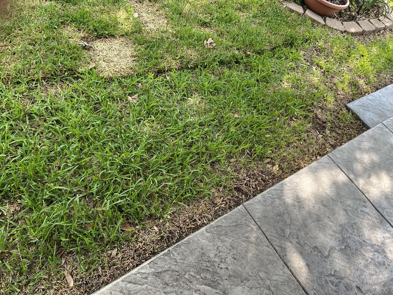 24-in x 16-in St. Augustine Sod Piece in the Sod department at Lowes.com