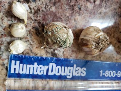 National Plant Network Multicolor Bulbs Bulbs 40 -Pack in the Plant ...