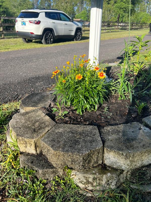 Monrovia Multicolor Coreopsis Plant in 1 -Gallon Pot 1 -Pack in the ...
