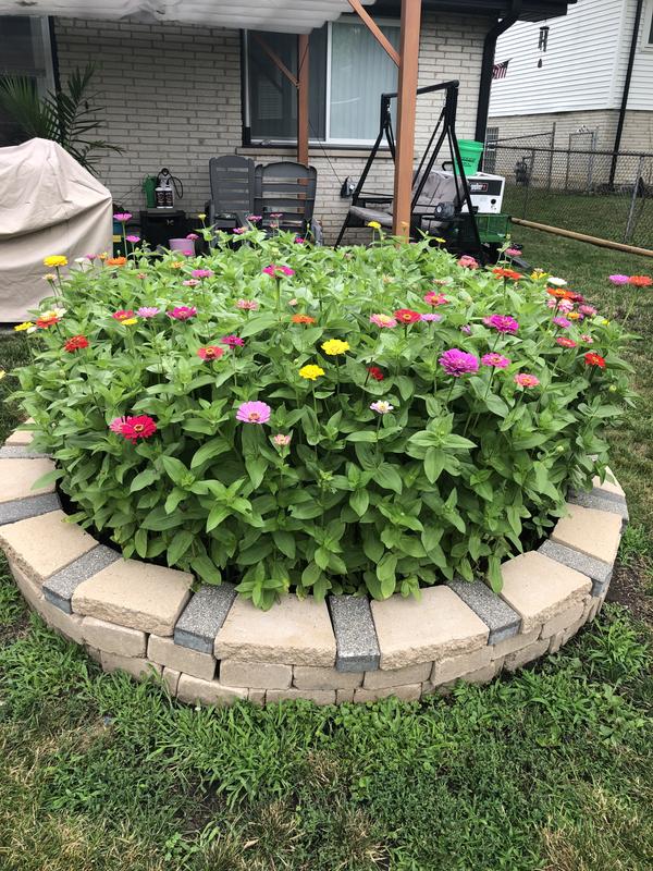 Black Magic Base Nutrient Part B 32-fl oz Hydroponic Plant Food at ...