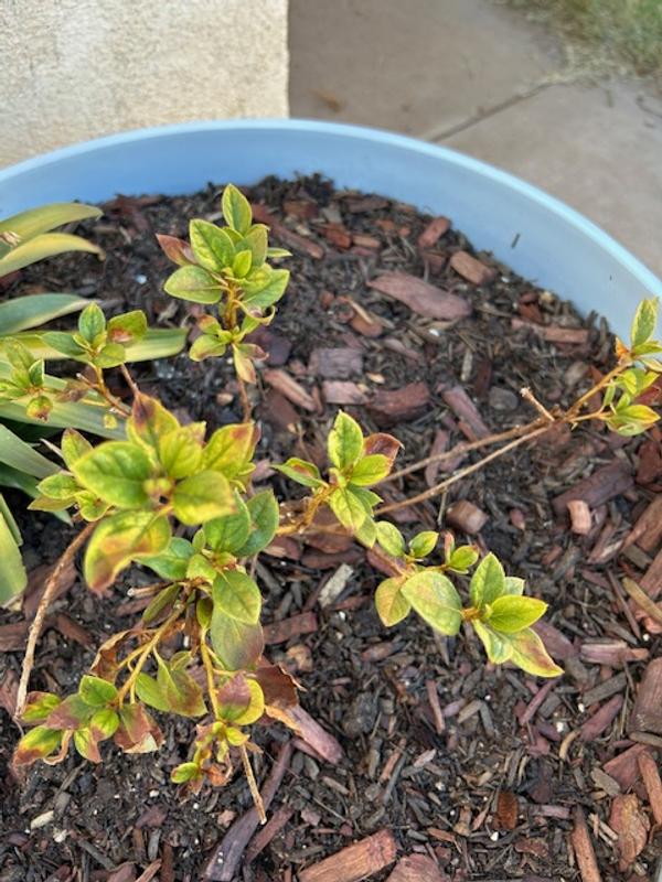 Proven Winners Orange Perfecto Mundo Orange Reblooming Azalea Flowering ...