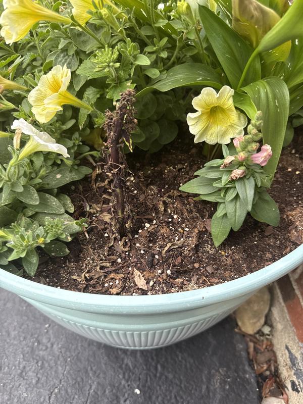 Lowe's 1 Pint Coleus 1 -Pack - Low Maintenance in the Annuals ...