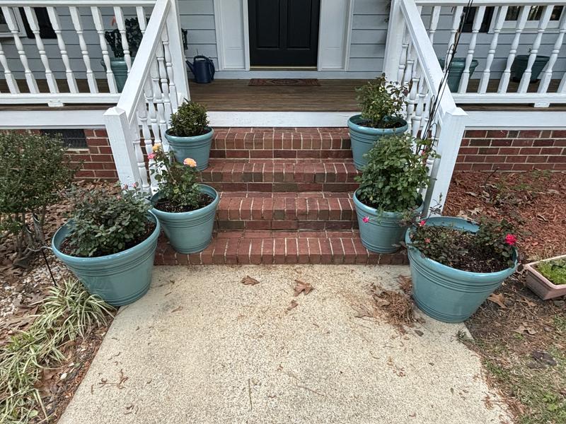 Altman Plants Multicolor True Bloom Sincerity Rose 8-Quart in Pot ...