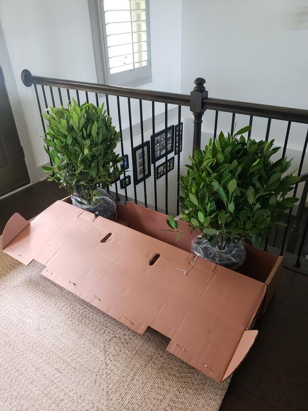 Flowerwood Yellow Ocala Yellow Anise Illicium Parviflorum Foundation ...