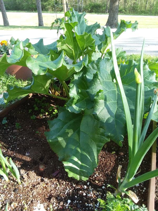 Good Ideas Compost Accelerant CCF4 at Lowes.com