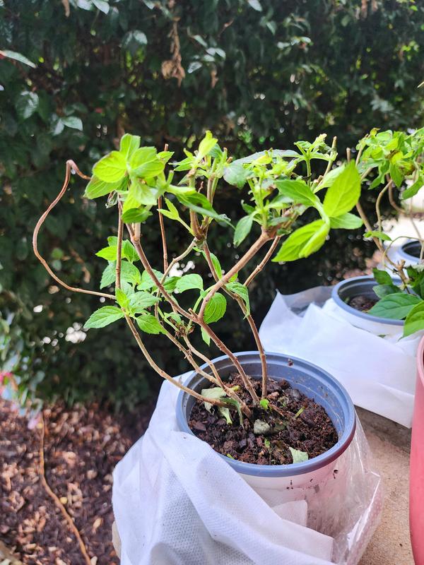 Proven Winners Multicolor Limelight Prime Panicle Hydrangea (Paniculata ...