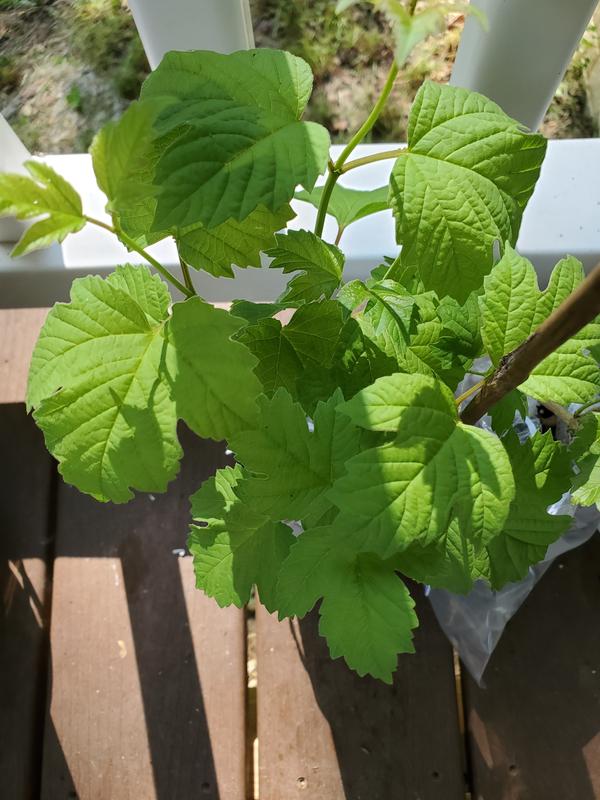 Gurney's Seed and Nursery White Flowering Snowball Bush Viburnum ...