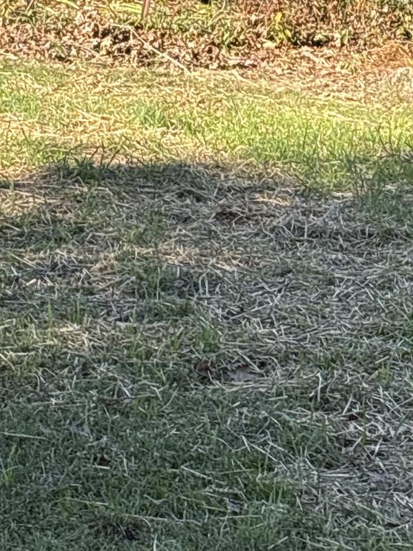 Wheat Straw 80 sq. ft. (at 3-in to 4-in depth) 92123 at Lowes.com