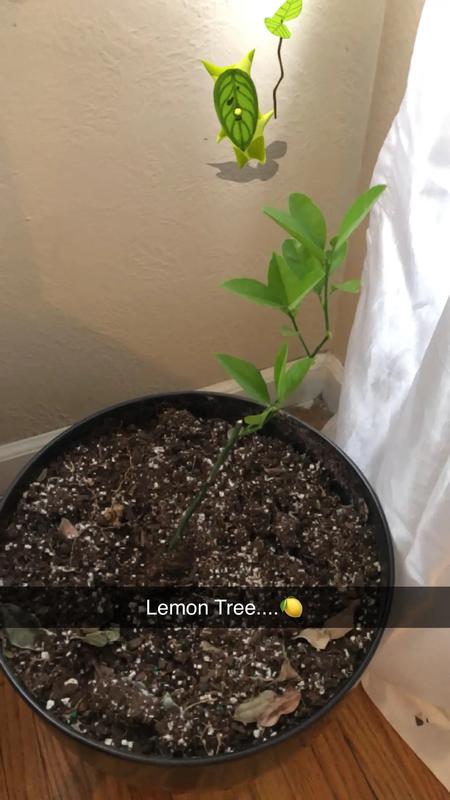 Gurney's Seed and Nursery 4 -in Meyer Lemon Tropical Citrus Tree Pot in ...