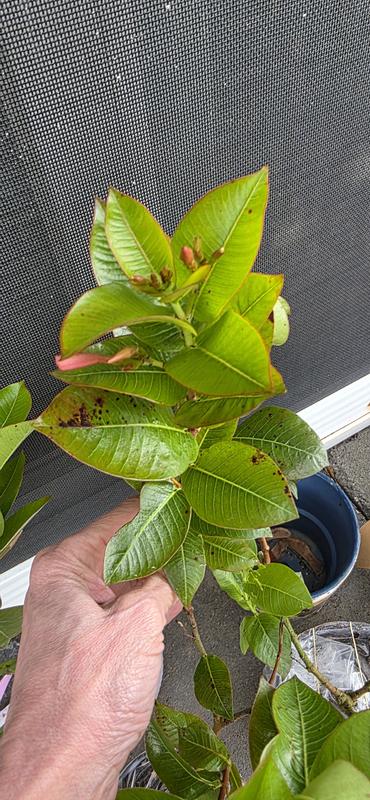 National Plant Network 4 Inch(es) Blue Mandevilla Bluephoria Summer 3 ...