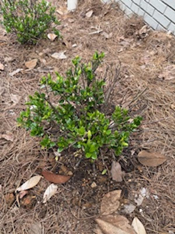 Flowerwood White Hardy Daisy Gardenia Flowering Shrub in 2.5-Gallon Pot ...