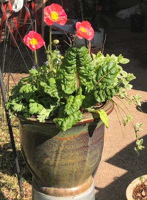Lowe's Multicolor Oriental Poppy Plant in 1-Quart Pot NURSERY at Lowes.com