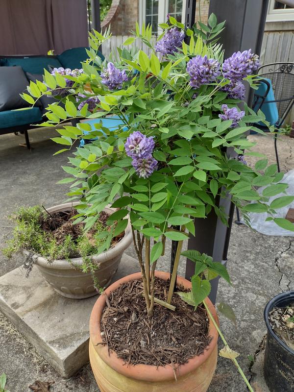 Lowe's Violet Wisteria Shrub in 1.5-Gallon Pot NURSERY at Lowes.com