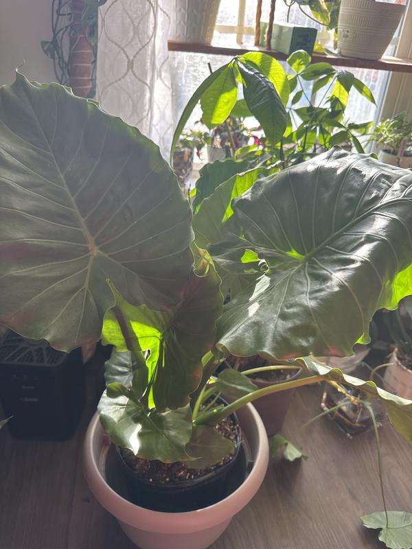 Nature's Way Farms White California Alocasia House plant in 10 Inch(es ...