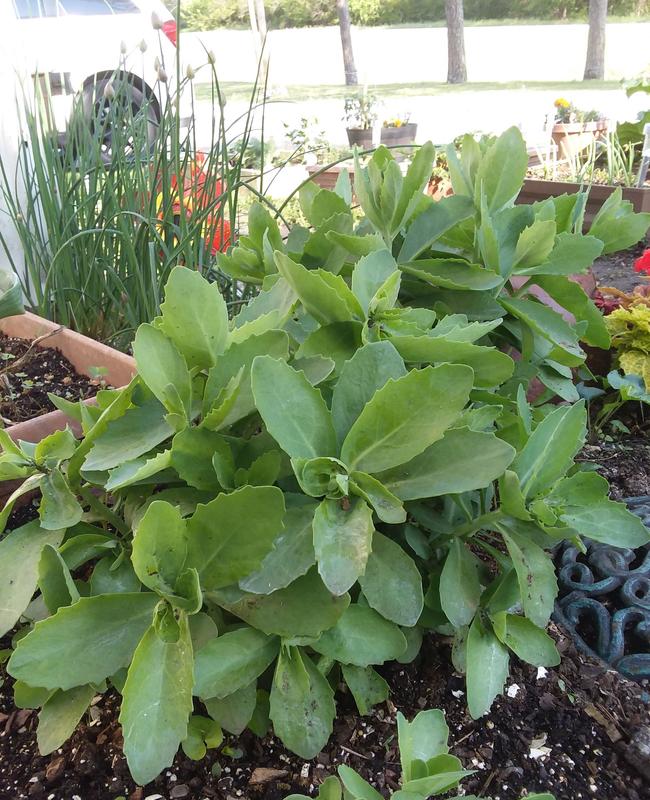 Good Ideas Compost Accelerant CCF4 at Lowes.com