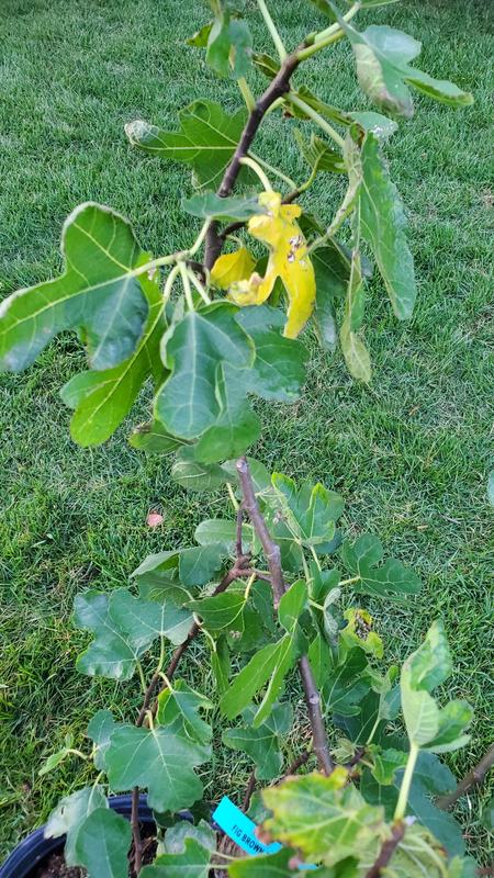 Southern Planters Ficus carica Fig Tree - Pot Plant, Full Sun ...