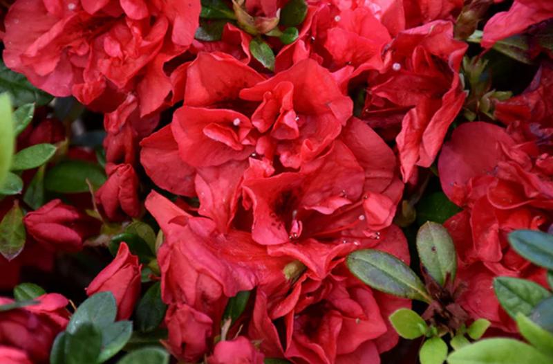 Encore Azalea 2 -Gallon Autumn Fire Azalea Flowering Shrub with Red ...