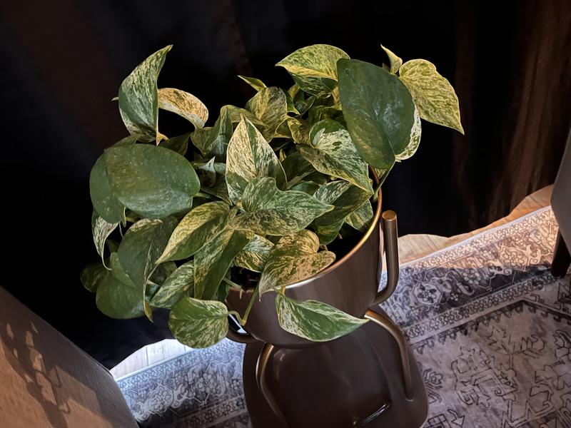 Lowe's Pothos House plant in 1.4 Quart(s) Pot 1 -Pack in the House ...