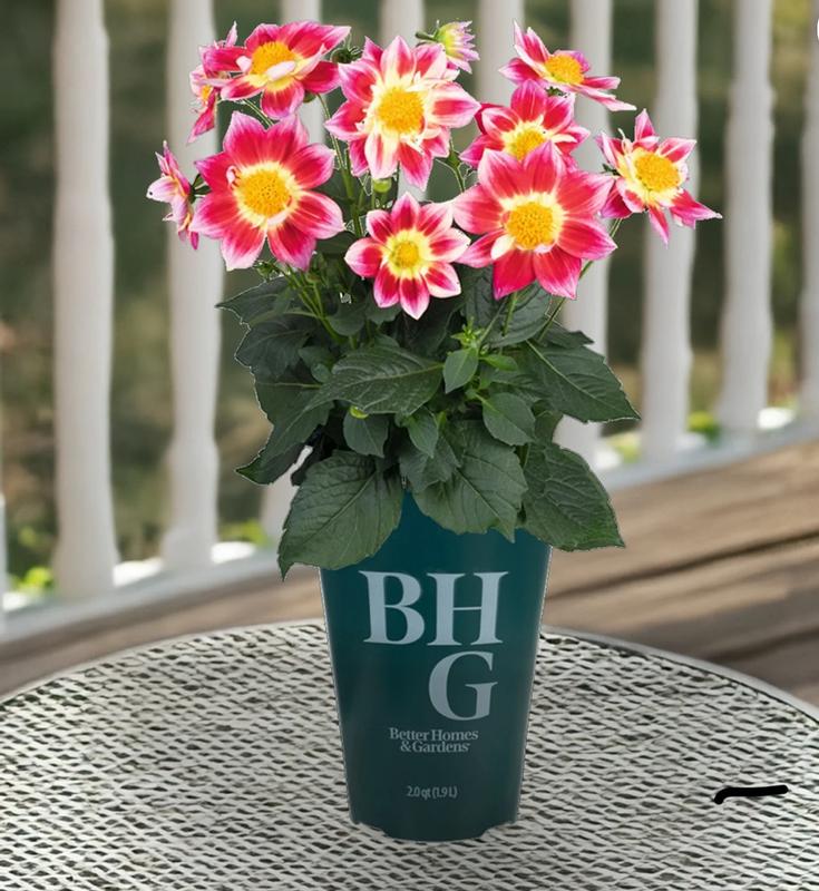 Lowe's Red Verbena in 1-Pint Pot NURSERY at Lowes.com