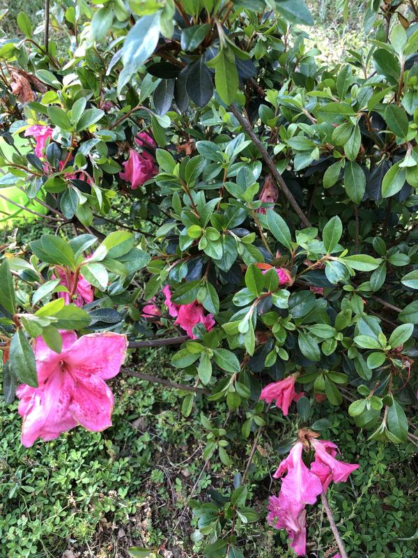 Lowe's AZALEA ROSEBUD PINK in the Shrubs department at Lowes.com