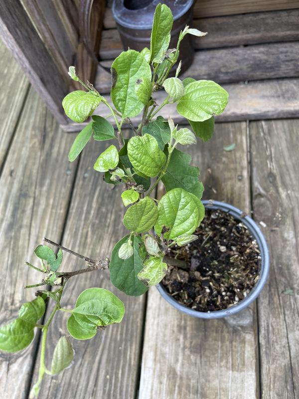 Proven Winners White Legend Of The Small Bottlebrush (Fothergilla ...